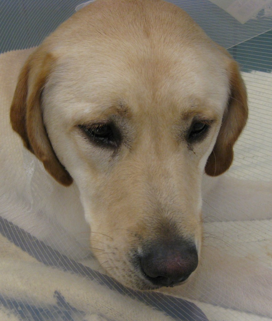 When is it time to say goodbye? | Dr Phil Zeltzman’s Blog