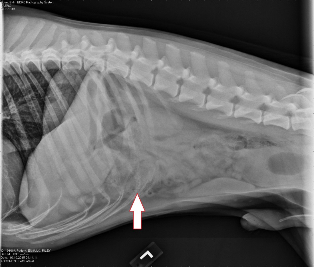 Emergency x-ray reveals corn cob caught in Lab's intestine | Dr Phil ...