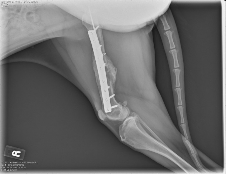 Shattered femur causes problems for German Shepherd | Dr Phil Zeltzman ...
