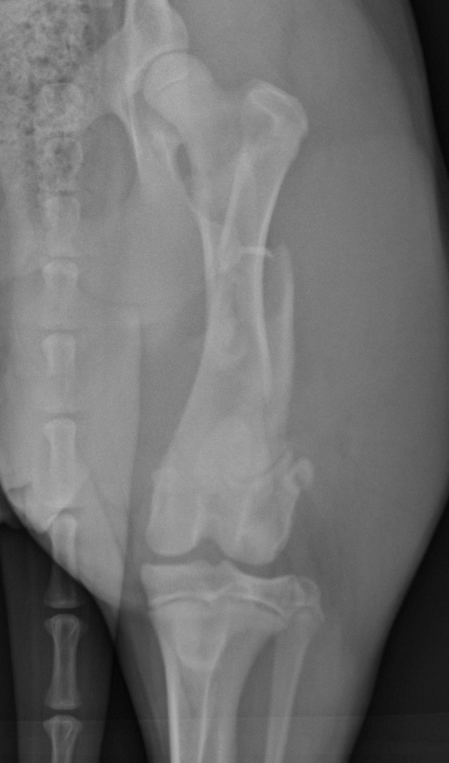 Shattered femur causes problems for German Shepherd | Dr Phil Zeltzman ...