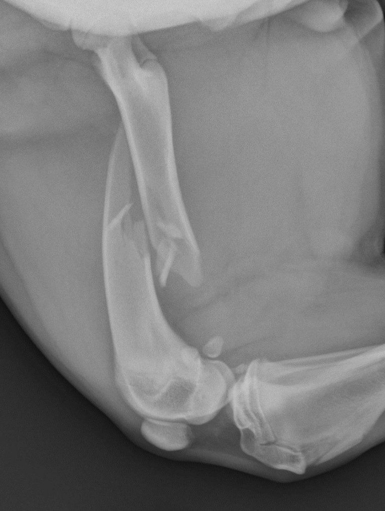 Shattered femur causes problems for German Shepherd | Dr Phil Zeltzman ...