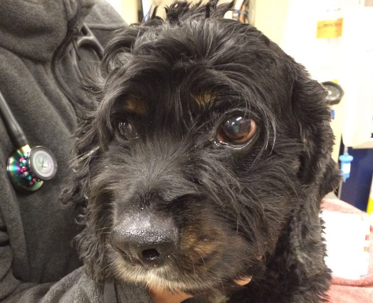 Long-suffering Cocker Spaniel gets surgical relief | Dr Phil Zeltzman’s ...