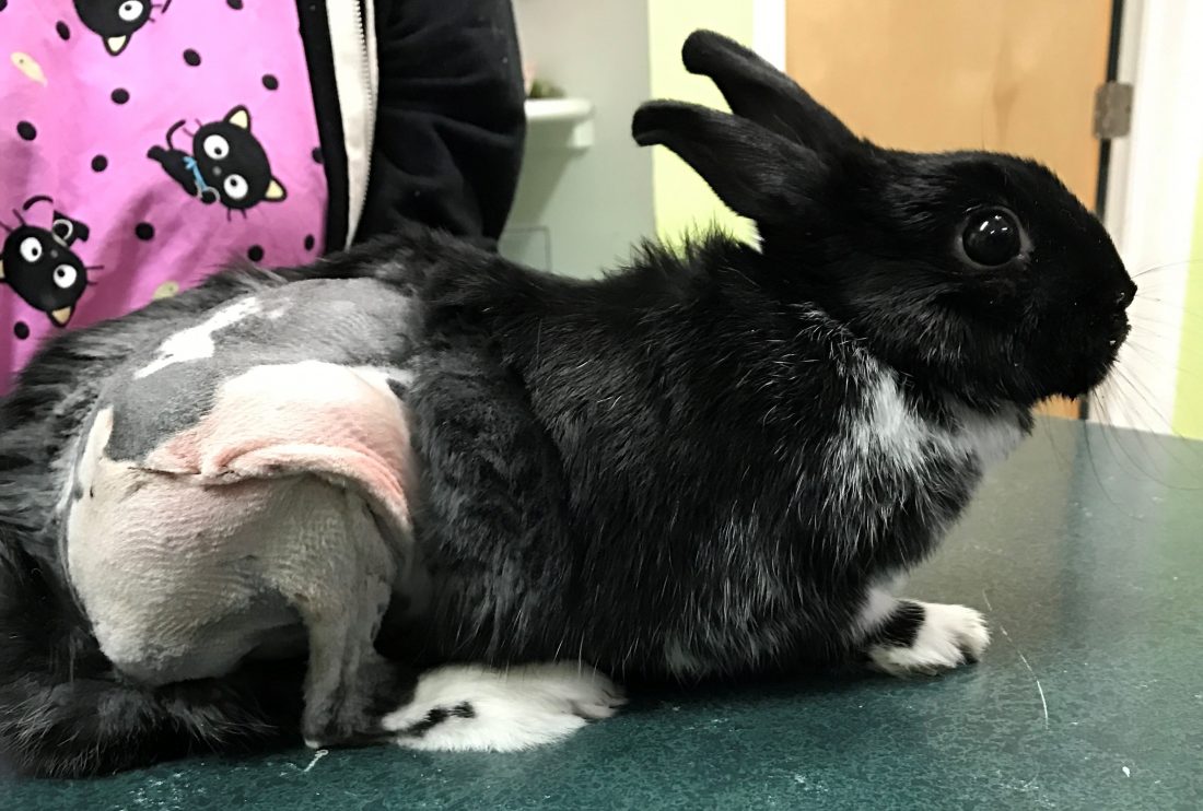 A very cool but challenging patient: a broken bunny | Dr Phil Zeltzman ...