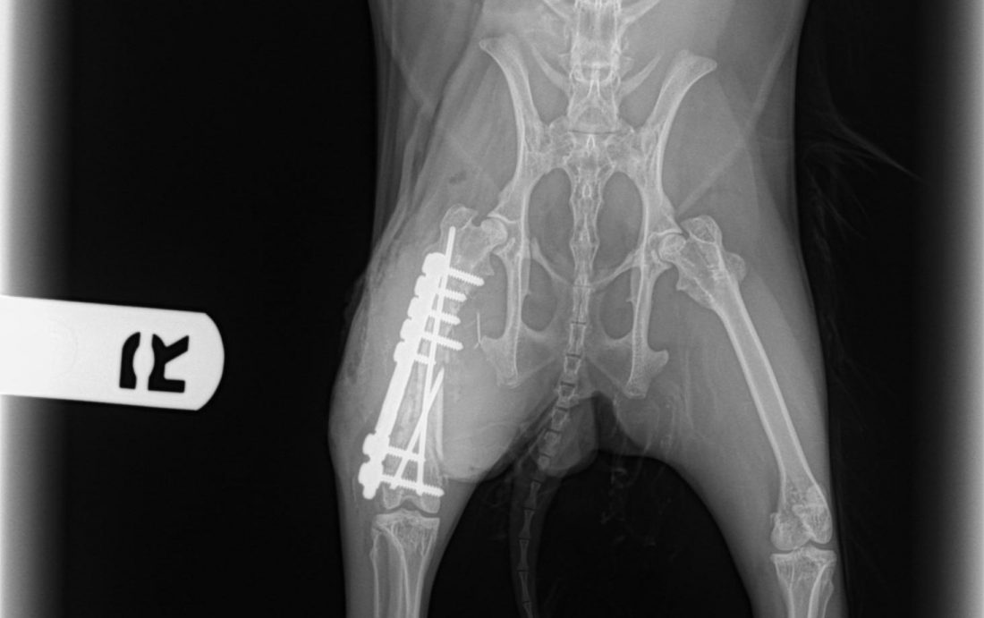 A very cool but challenging patient: a broken bunny | Dr Phil Zeltzman ...