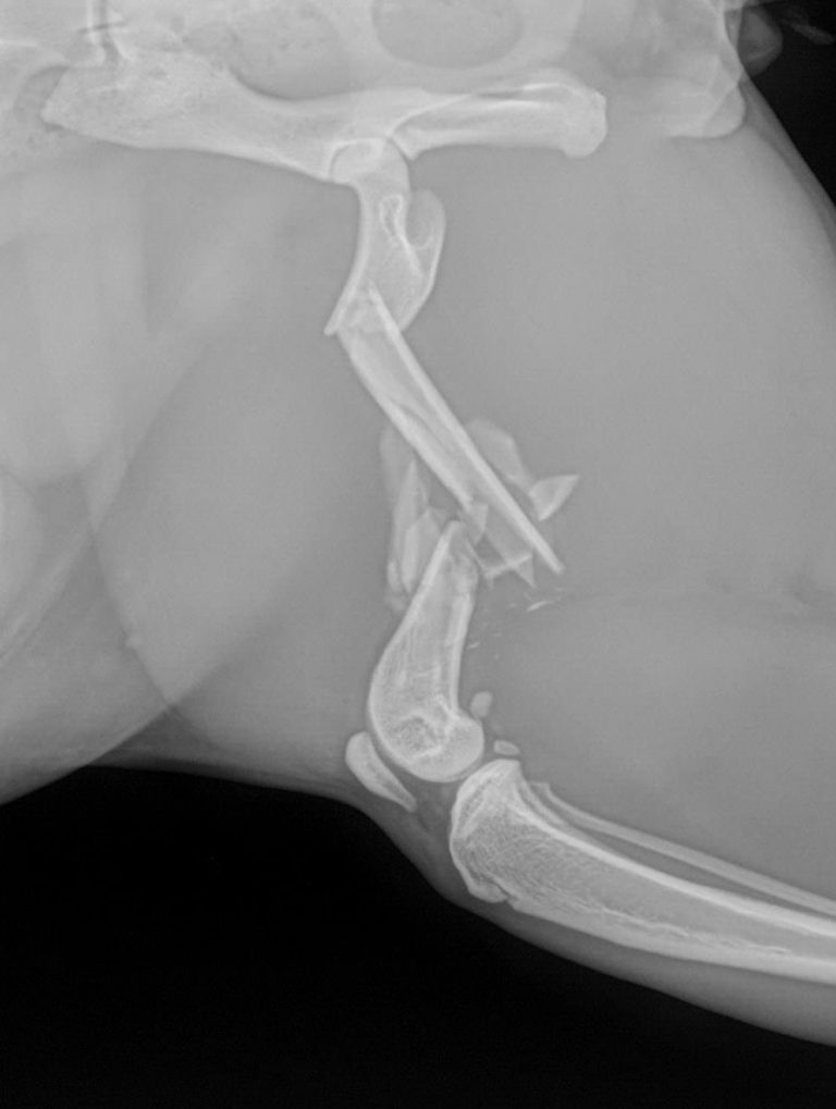 Didder the broken kitty makes a full recovery | Dr Phil Zeltzman’s Blog