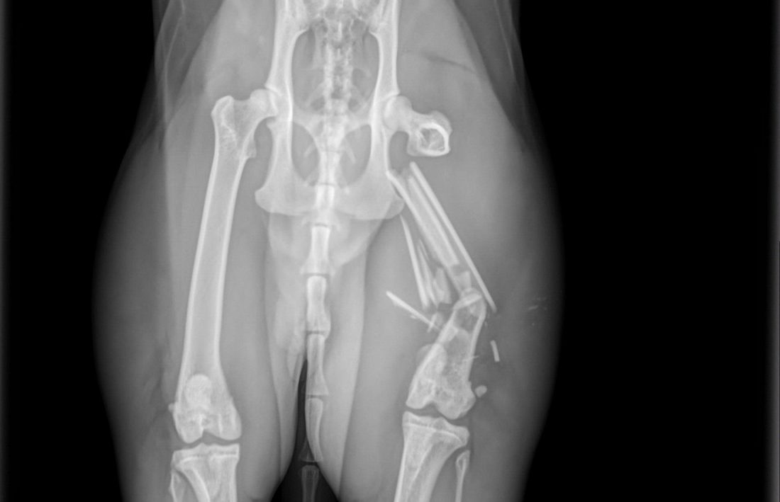 Didder the broken kitty makes a full recovery | Dr Phil Zeltzman’s Blog