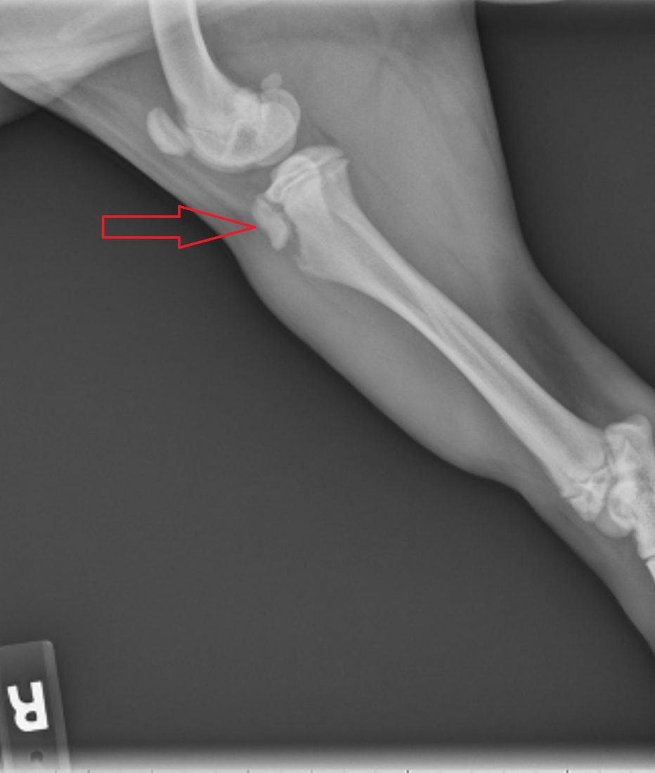 Ace lands in deep trouble | Dr Phil Zeltzman’s Blog