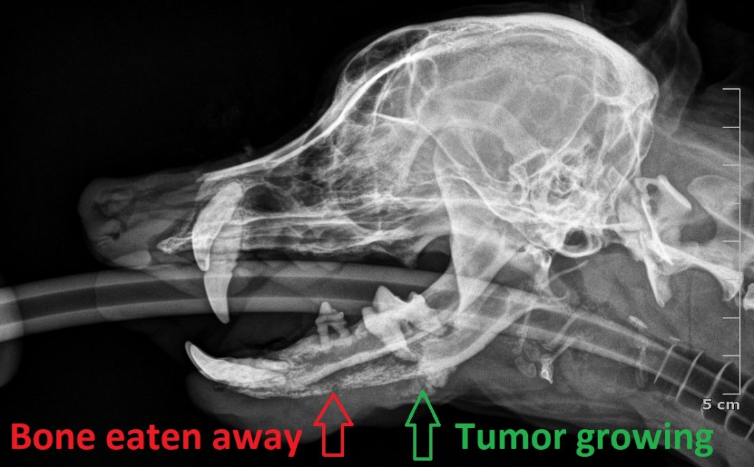 You removed how much of Mimi’s jaw??? | Dr Phil Zeltzman’s Blog