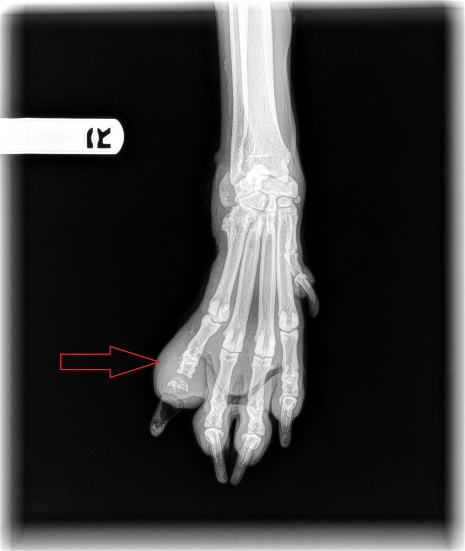 Dr Phil Zeltzman’s Blog | Serious advice for true pet lovers