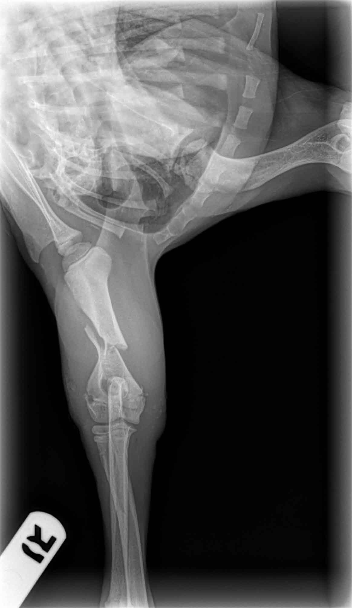 How I got a chance to fix a baby coyote! | Dr Phil Zeltzman’s Blog