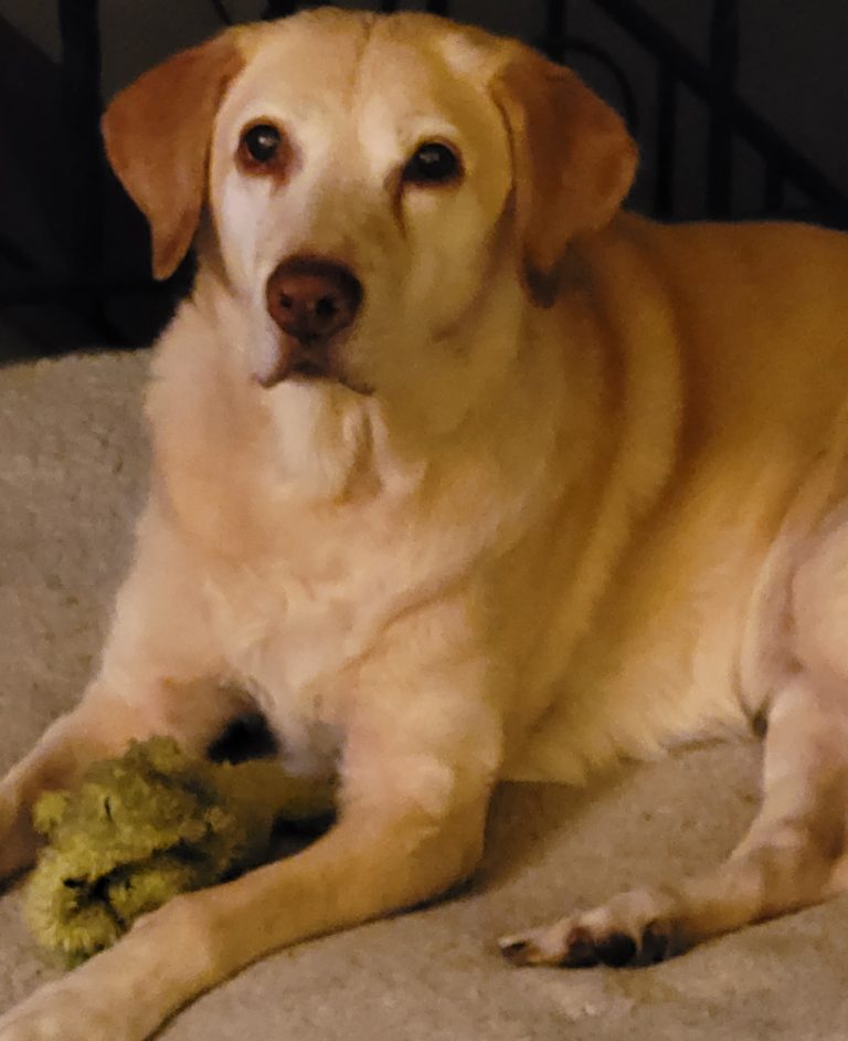 Dr Phil Zeltzman’s Blog | Serious advice for true pet lovers