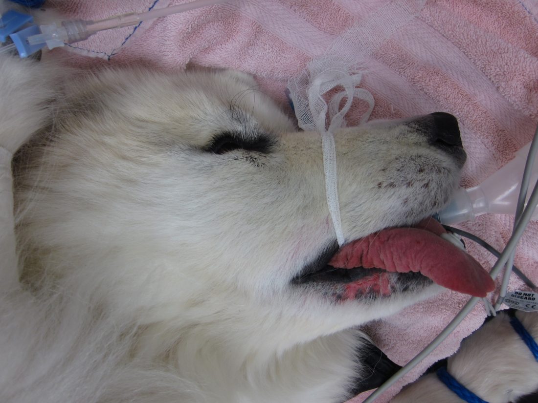 How safe is your pet’s anesthesia? | Dr Phil Zeltzman’s Blog