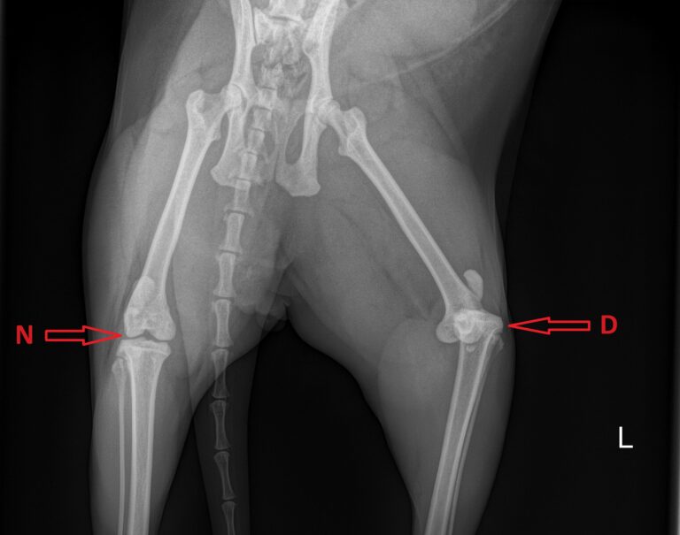 How Toast recovered after deranged knee surgery | Dr Phil Zeltzman’s Blog